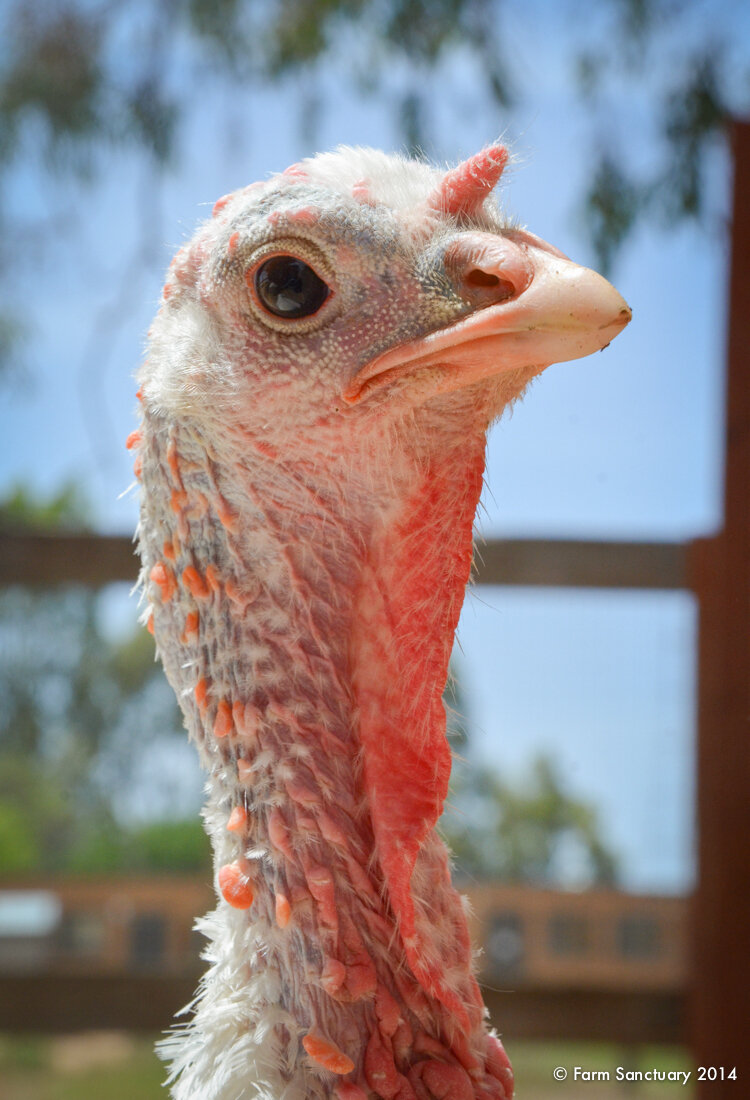 20 Beautiful Reasons To Pardon A Turkey This Thanksgiving - The Dodo