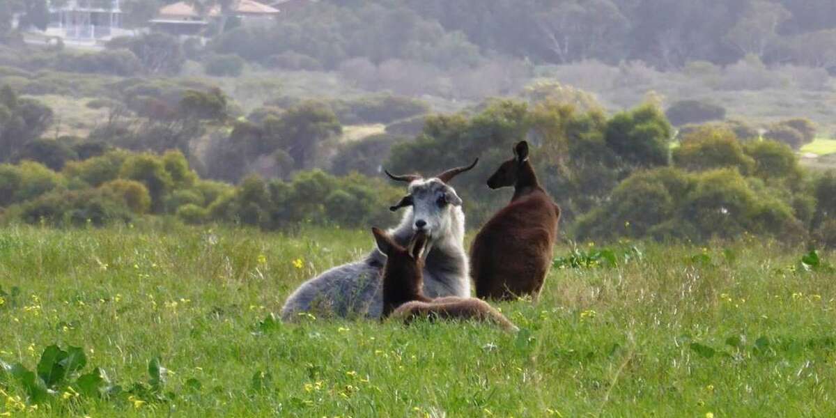 Wild Goat Insists He's A Kangaroo - The Dodo