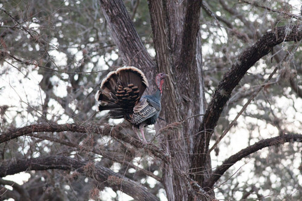 20 Beautiful Reasons To Pardon A Turkey This Thanksgiving - The Dodo
