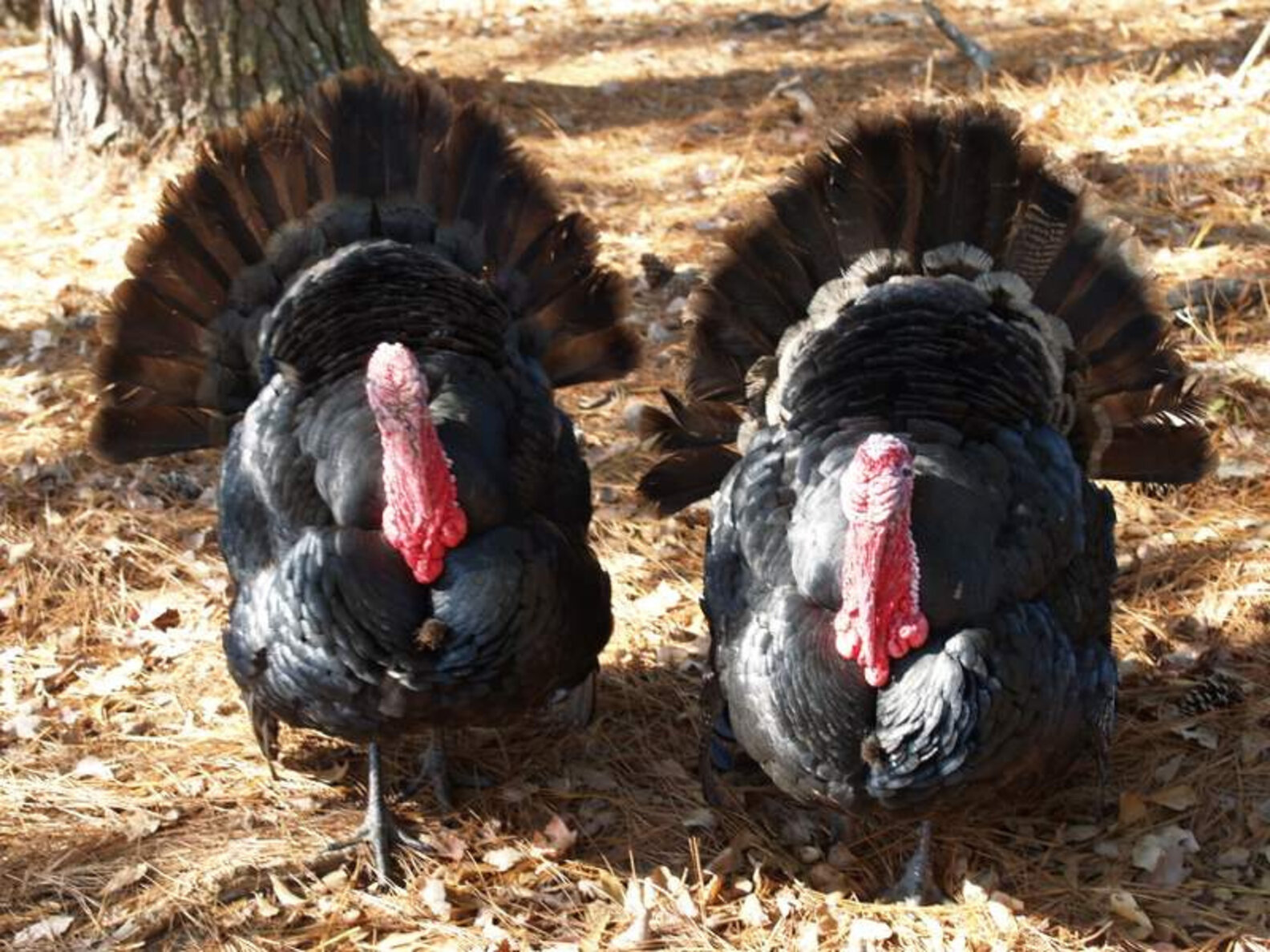 20 Beautiful Reasons To Pardon A Turkey This Thanksgiving - The Dodo