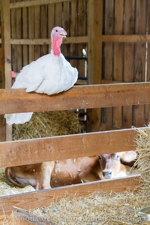 20 Beautiful Reasons To Pardon A Turkey This Thanksgiving - The Dodo