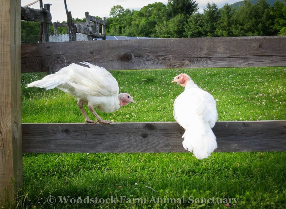 20 Beautiful Reasons To Pardon A Turkey This Thanksgiving - The Dodo