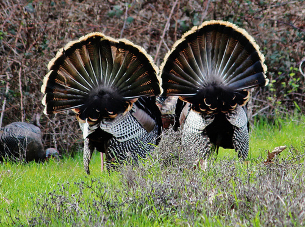 20 Beautiful Reasons To Pardon A Turkey This Thanksgiving - The Dodo