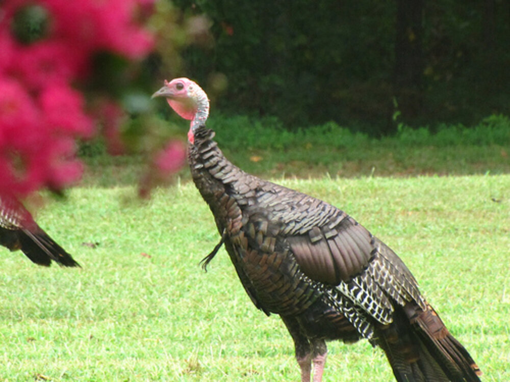 20 Beautiful Reasons To Pardon A Turkey This Thanksgiving - The Dodo