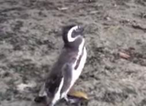 Penguin Always Comes Home To The Man Who Saved His Life - The Dodo
