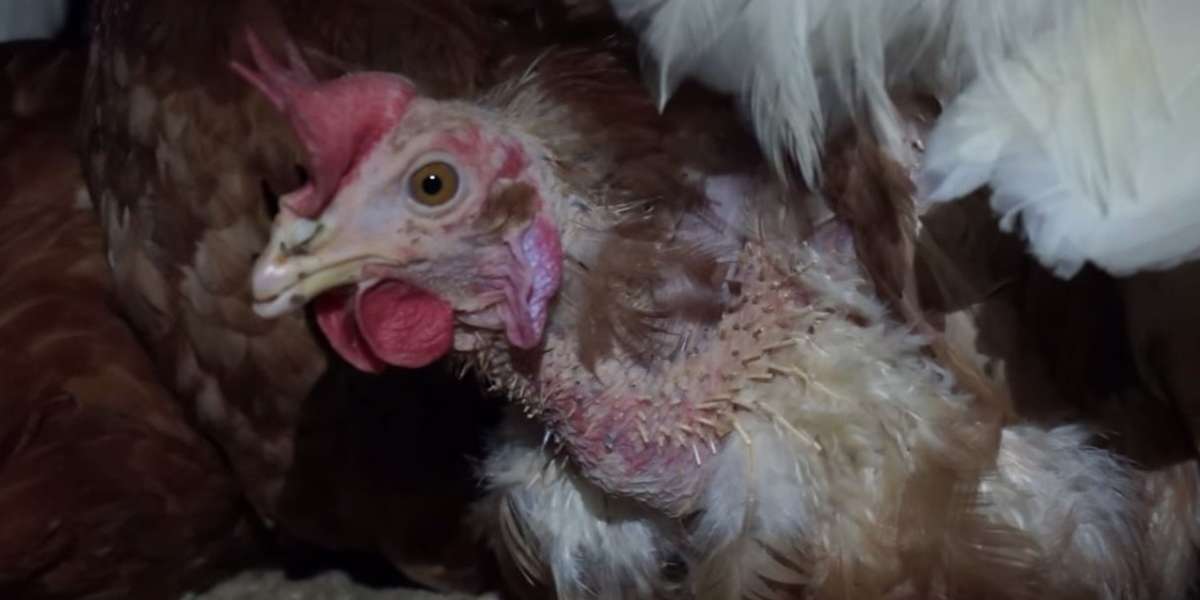 New York Times Chickens Out On Brutal Video - The Dodo