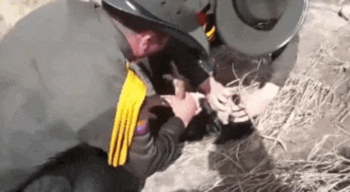 Drowning Dog Plucked From Raging Waters, Revived With CPR - The Dodo