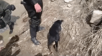 Drowning Dog Plucked From Raging Waters, Revived With CPR - The Dodo