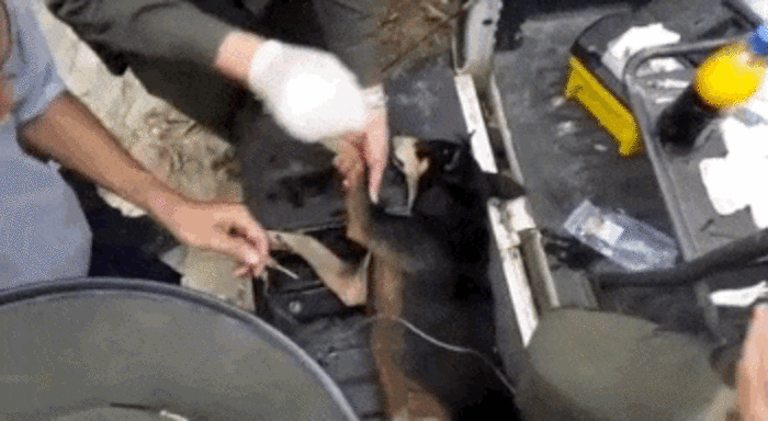 Drowning Dog Plucked From Raging Waters, Revived With CPR - The Dodo