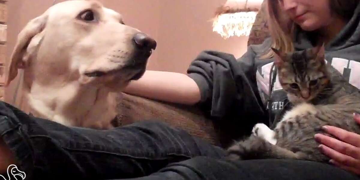 WATCH: Dogs And Cats Meeting For The First Time - The Dodo