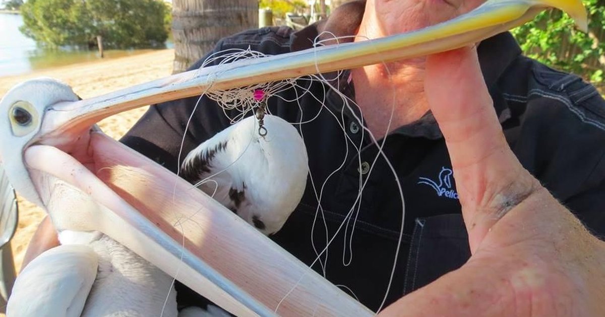 Pelican Caught In Fishing Line Hid An Even Sadder Secret Inside Her ...