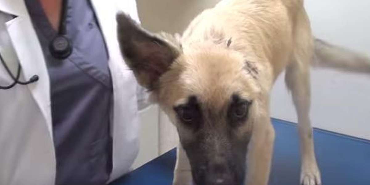 Puppy's Ear Was Cut Off, But She Still Wags Her Tail - The Dodo