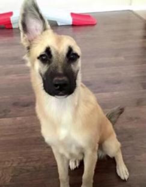 Puppy's Ear Was Cut Off, But She Still Wags Her Tail - The Dodo