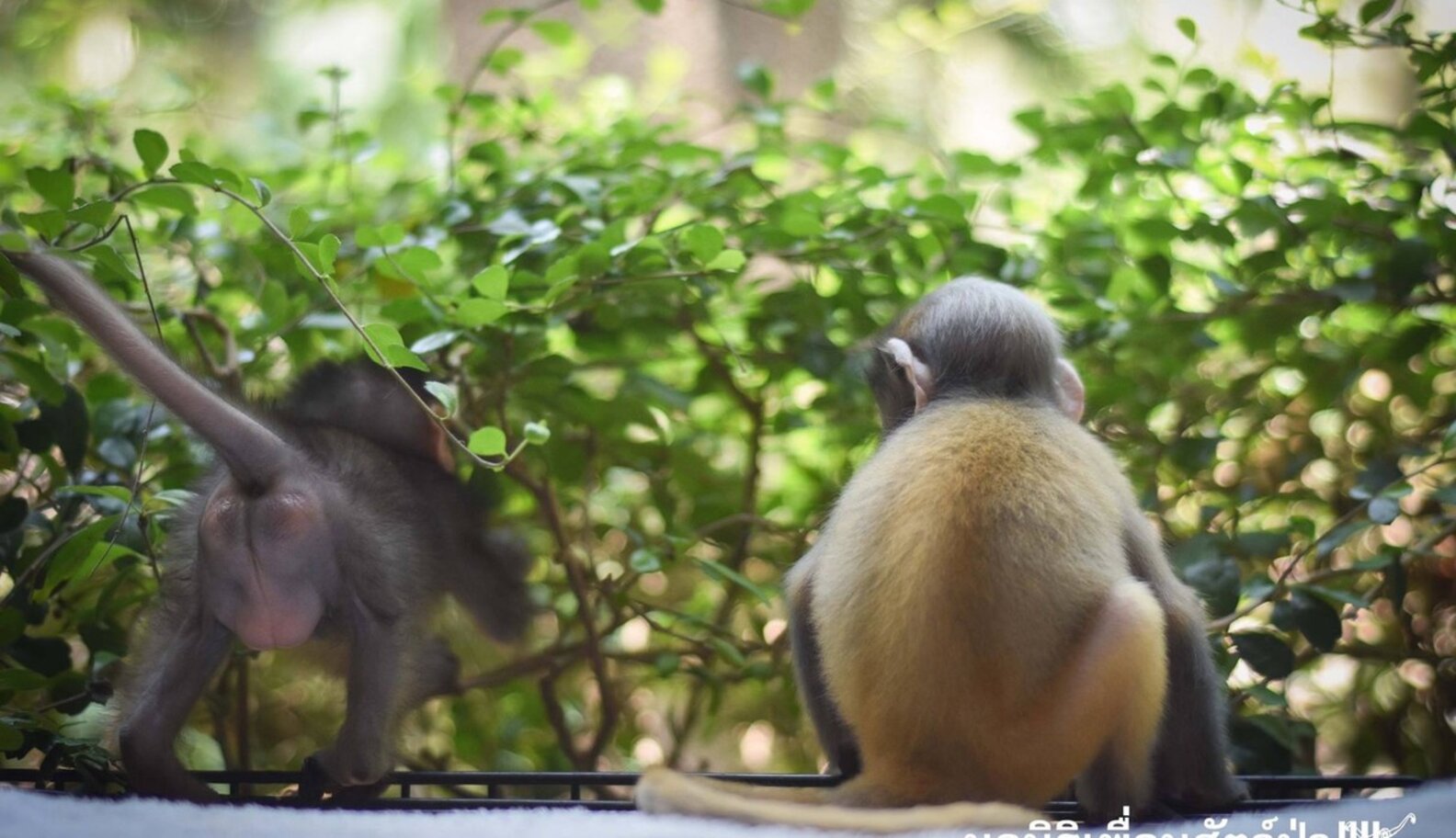 Baby Monkeys Who Lost Their Moms Take Comfort In Each Other - The Dodo