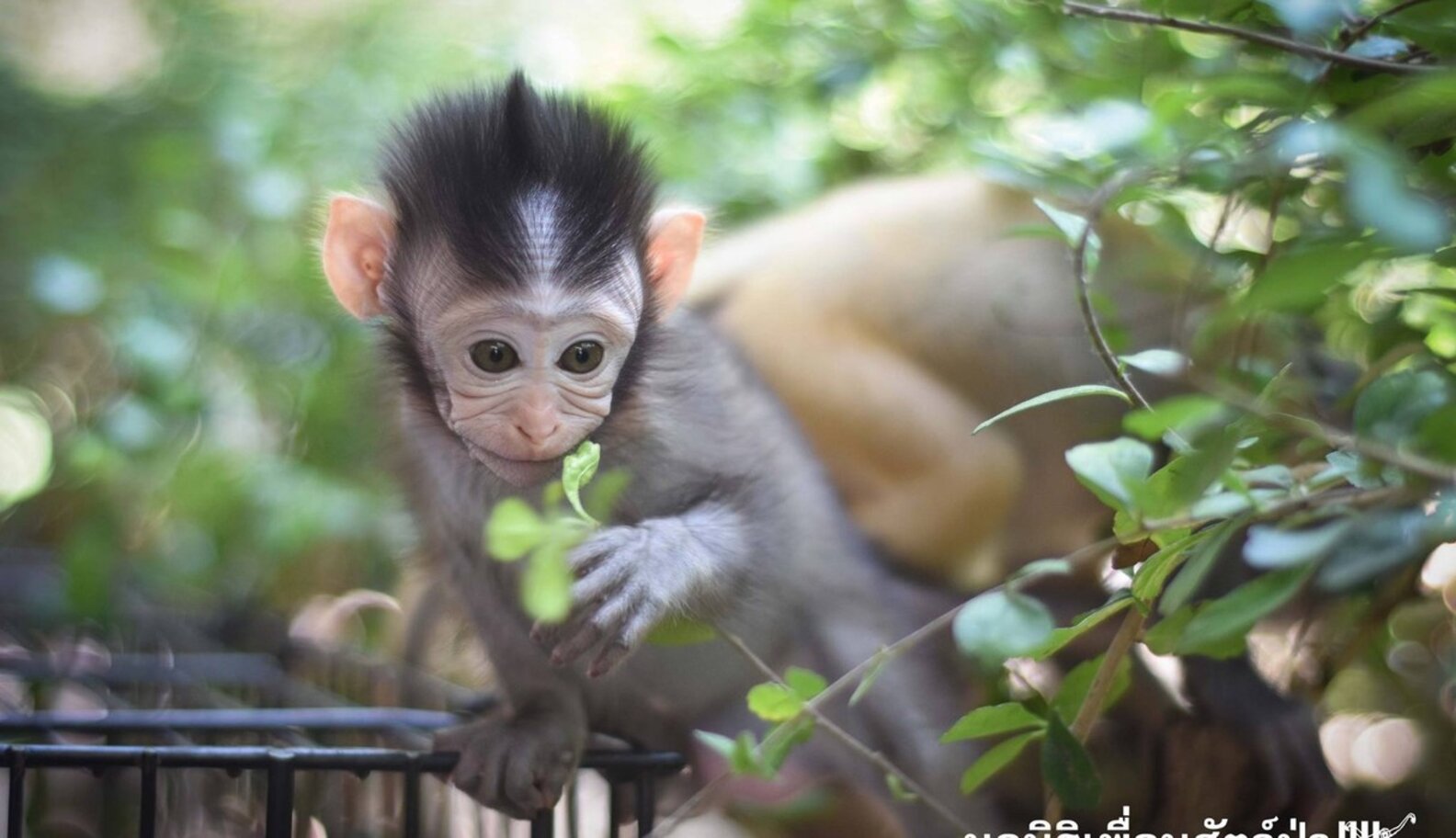 Baby Monkeys Who Lost Their Moms Take Comfort In Each Other - The Dodo
