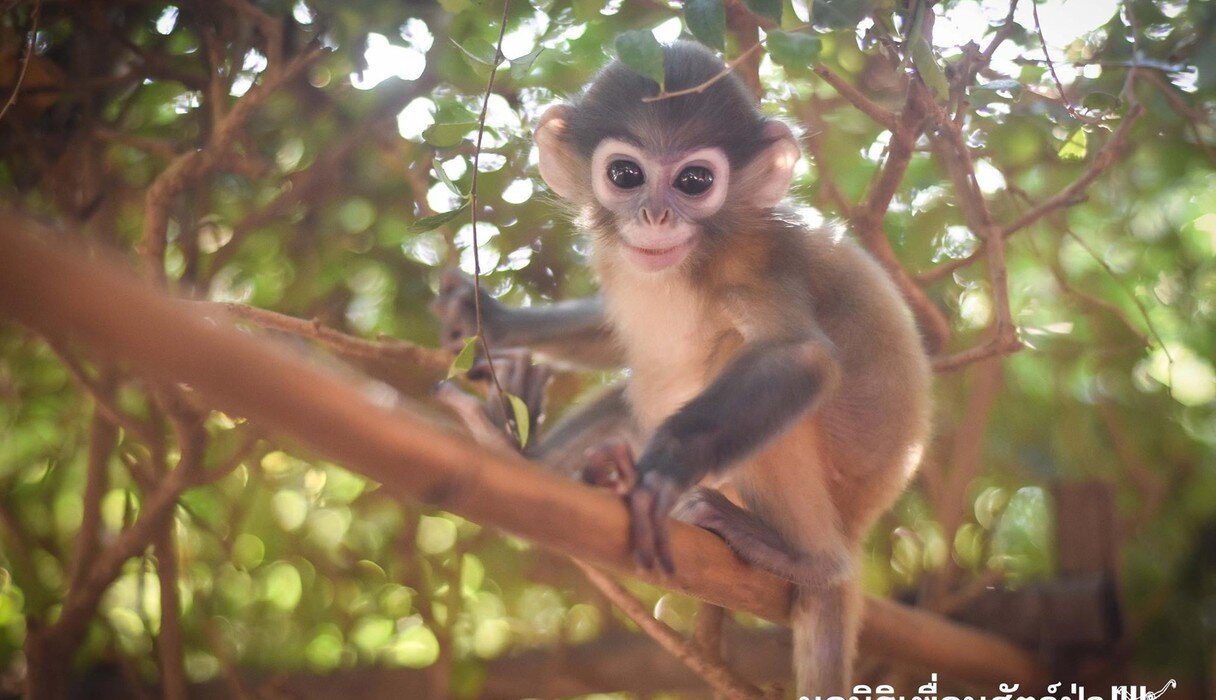 Baby Monkeys Who Lost Their Moms Take Comfort In Each Other - The Dodo