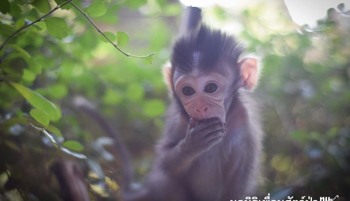 Baby Monkeys Who Lost Their Moms Take Comfort In Each Other - The Dodo