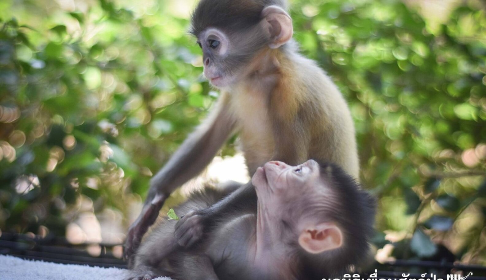 Baby Monkeys Who Lost Their Moms Take Comfort In Each Other - The Dodo