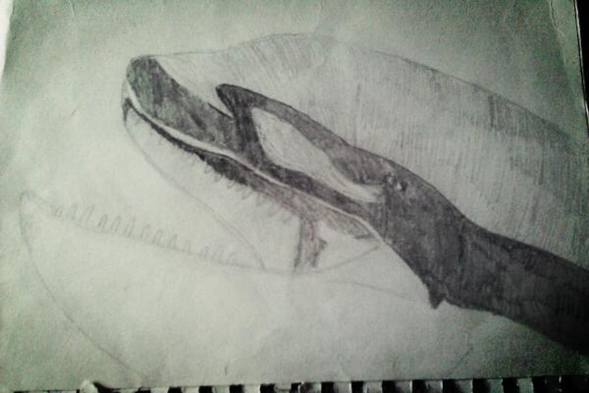 Drew this watching #blackfish, mouth open asking for food, sad ...