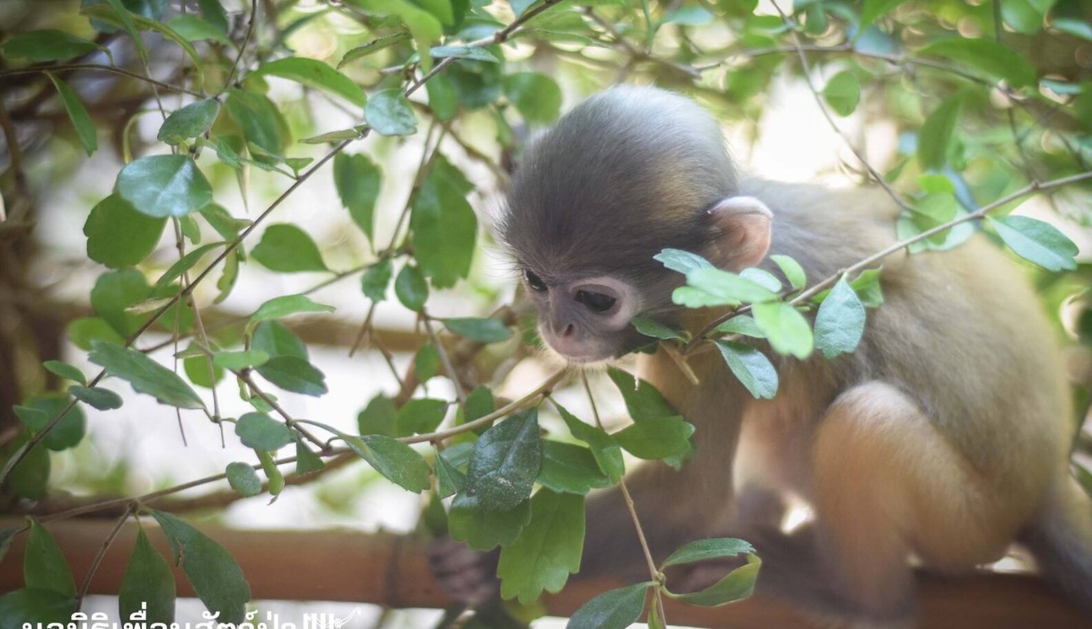 Baby Monkeys Who Lost Their Moms Take Comfort In Each Other - The Dodo