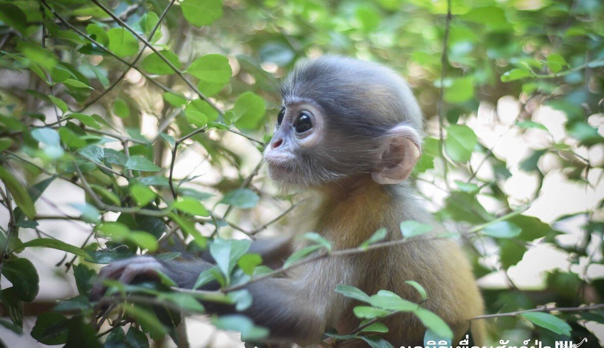 Baby Monkeys Who Lost Their Moms Take Comfort In Each Other - The Dodo