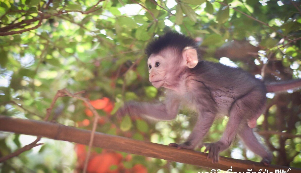 Baby Monkeys Who Lost Their Moms Take Comfort In Each Other - The Dodo