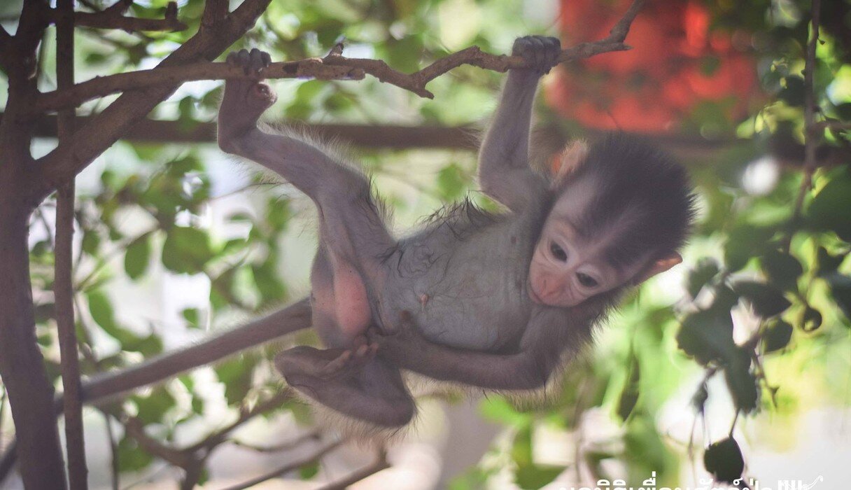 Baby Monkeys Who Lost Their Moms Take Comfort In Each Other - The Dodo