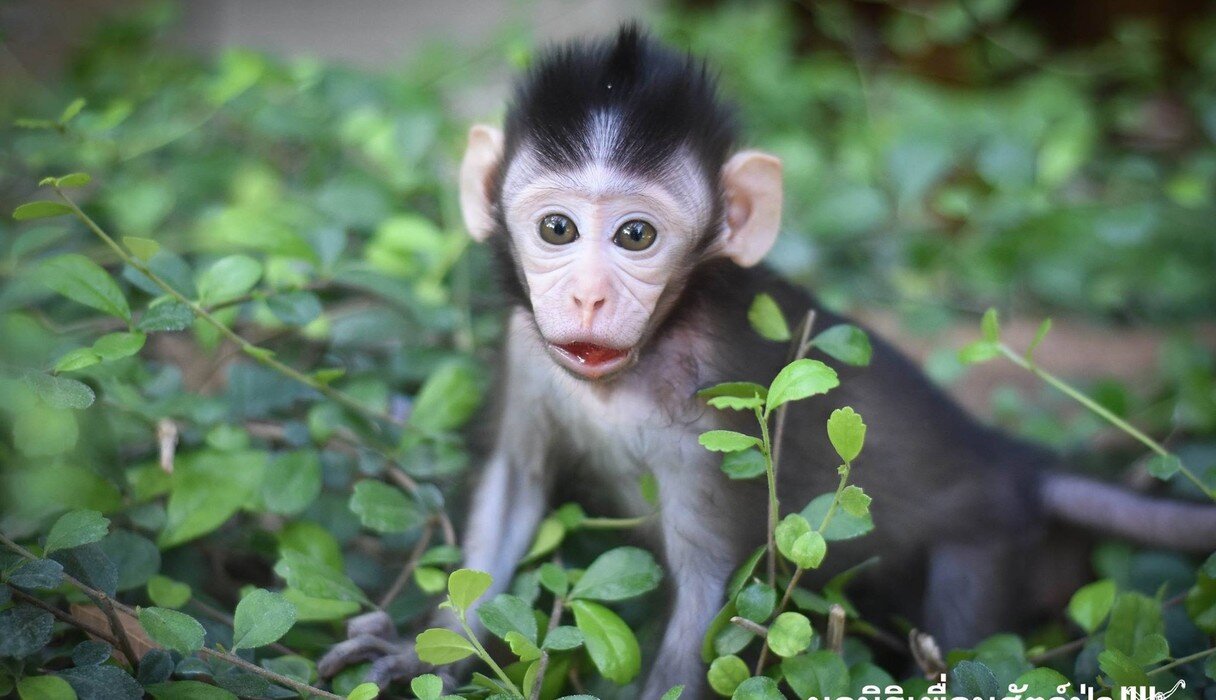 Baby Monkeys Who Lost Their Moms Take Comfort In Each Other - The Dodo