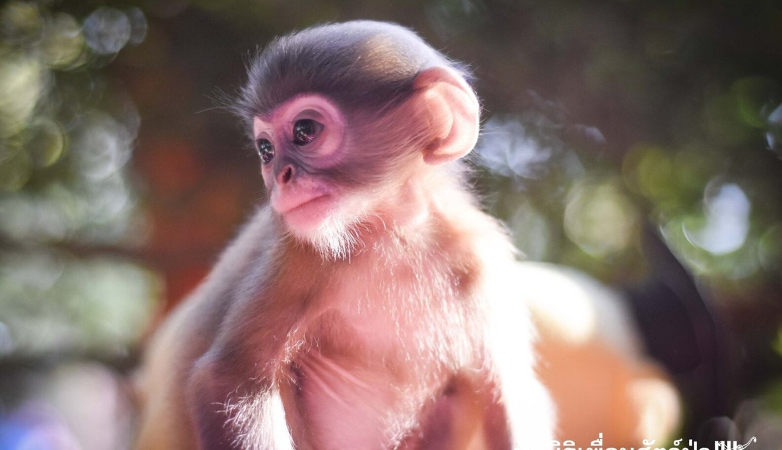 Baby Monkeys Who Lost Their Moms Take Comfort In Each Other - The Dodo