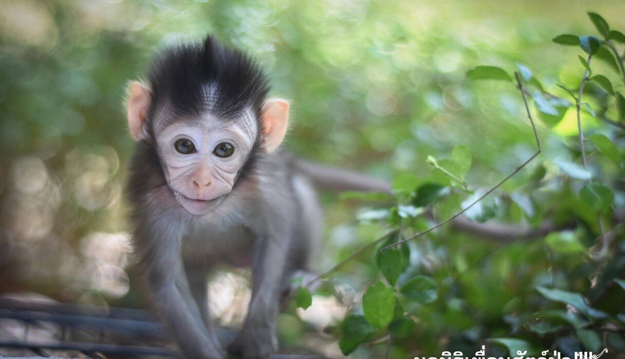 Baby Monkeys Who Lost Their Moms Take Comfort In Each Other - The Dodo