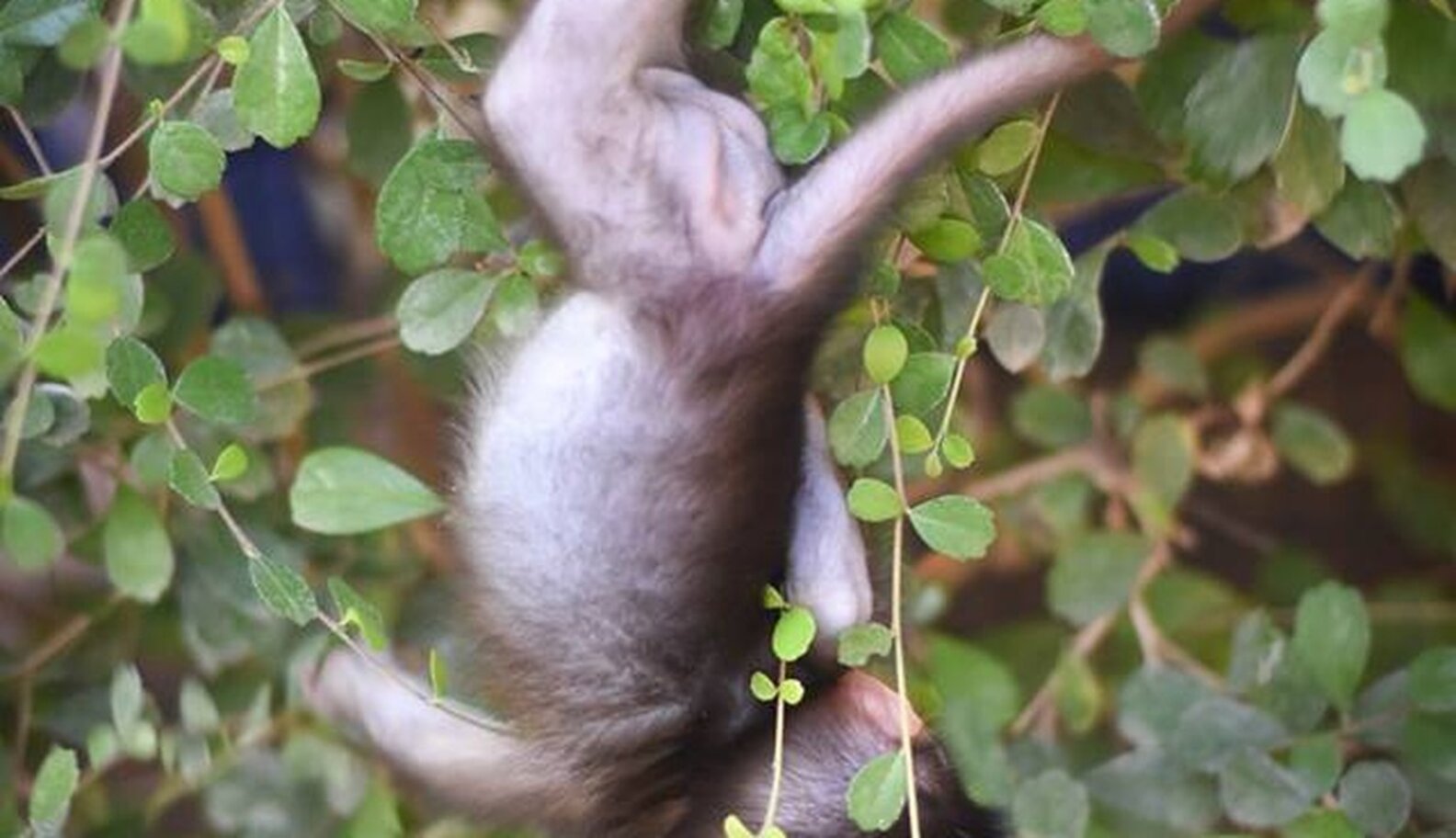Baby Monkeys Who Lost Their Moms Take Comfort In Each Other - The Dodo