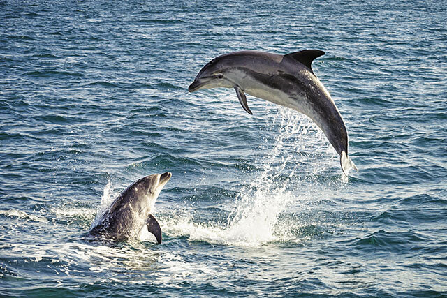 Activists Sue to Save Whales After Uncle Sam Approves Navy #Sonar ...