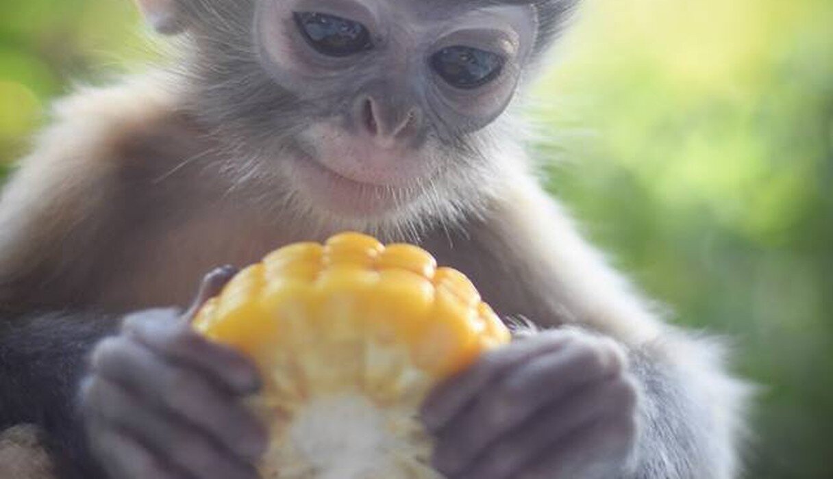 Baby Monkeys Who Lost Their Moms Take Comfort In Each Other - The Dodo