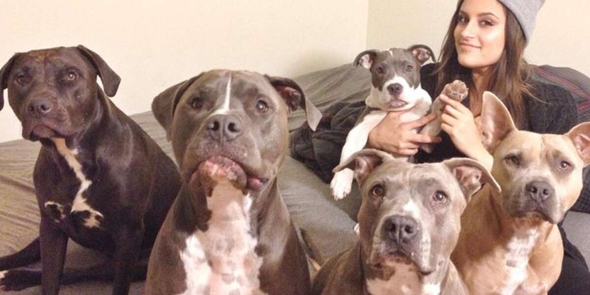 This Family Can't Stop Fostering Pit Bulls - Videos - The Dodo
