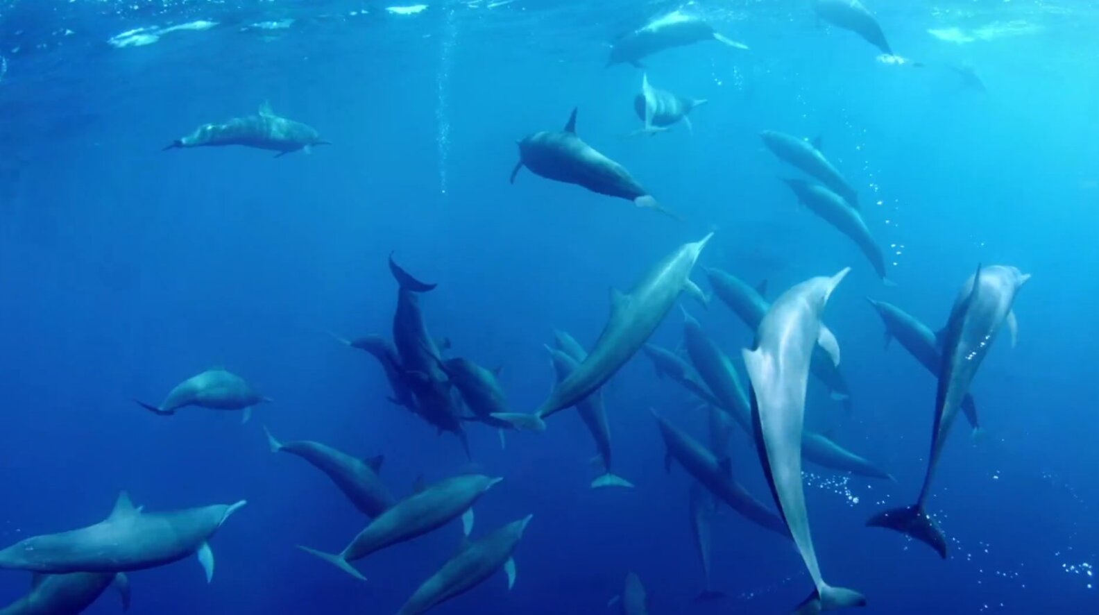 Megapod Of Dolphins Filmed For The First Time - The Dodo