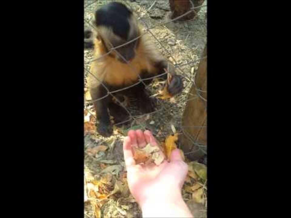 Monkey Teaches Man To Crush Leaves - The Dodo