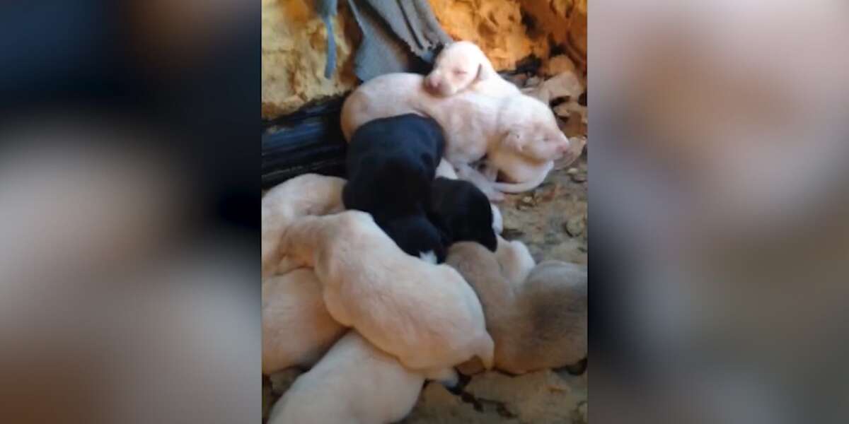 Stray Dog Leads Rescuers To Her Puppies - The Dodo