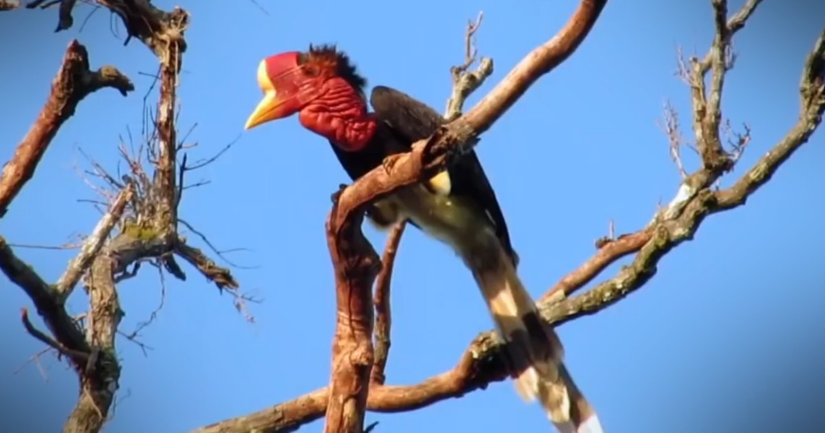 Helmeted Hornbills Are Being Hunted Into Extinction - The Dodo