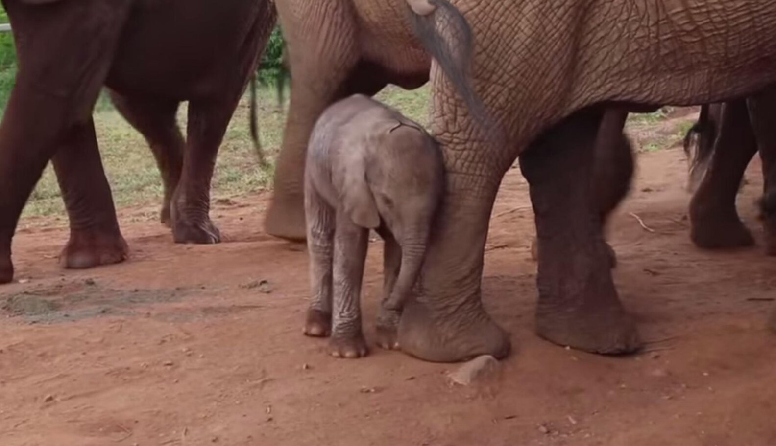 Wild Baby Elephant Takes Her First Brave Steps - The Dodo