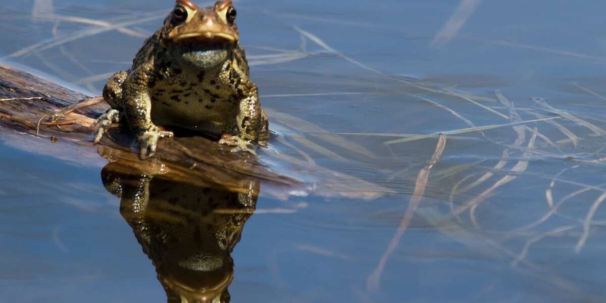 Trill Of A Lifetime: The Mating Sounds Of Frogs - The Dodo
