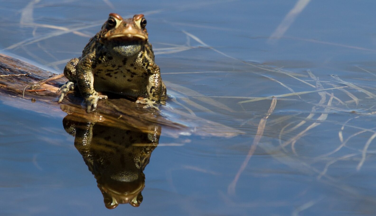 Trill Of A Lifetime: The Mating Sounds Of Frogs - The Dodo