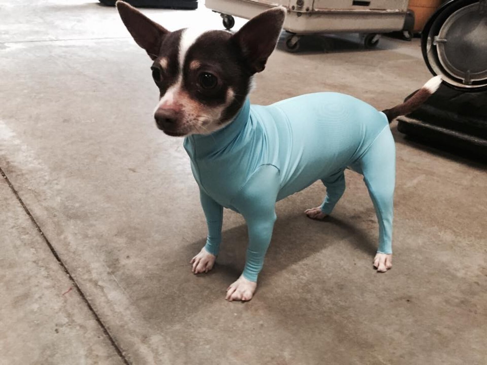 Leotards For Dogs Are Officially A Thing - The Dodo
