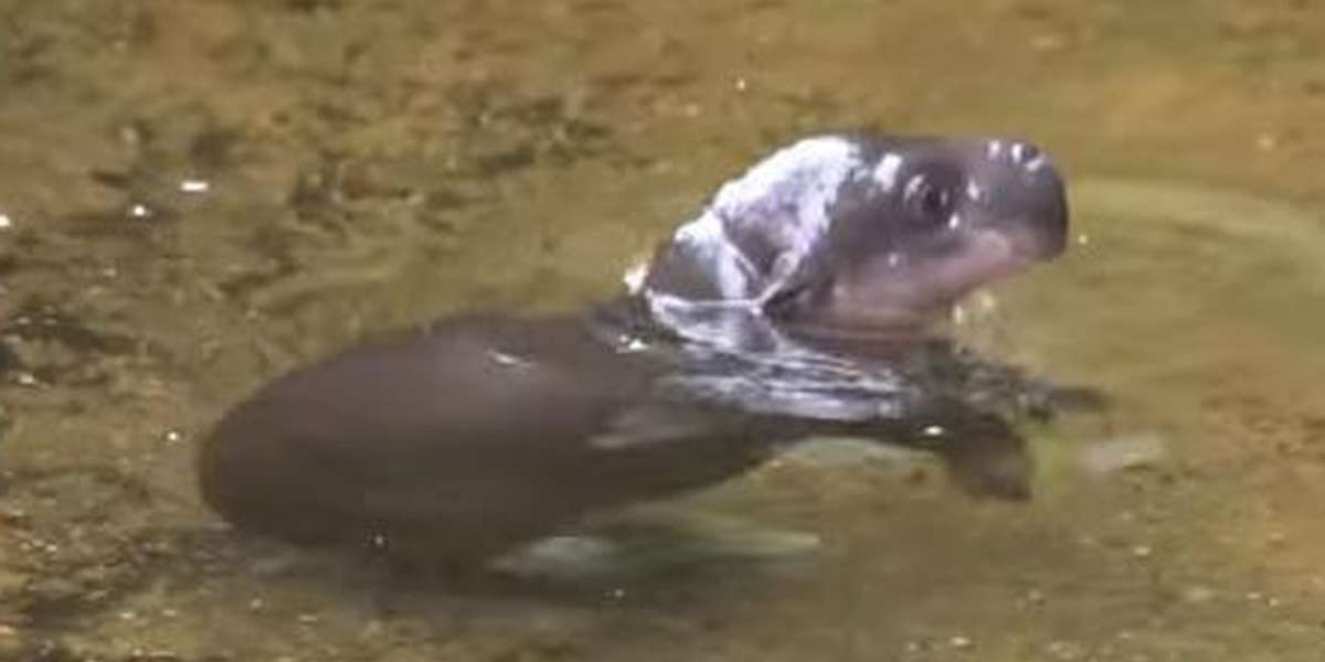 Tiniest Hippo Ever Swims For The Very First Time - The Dodo