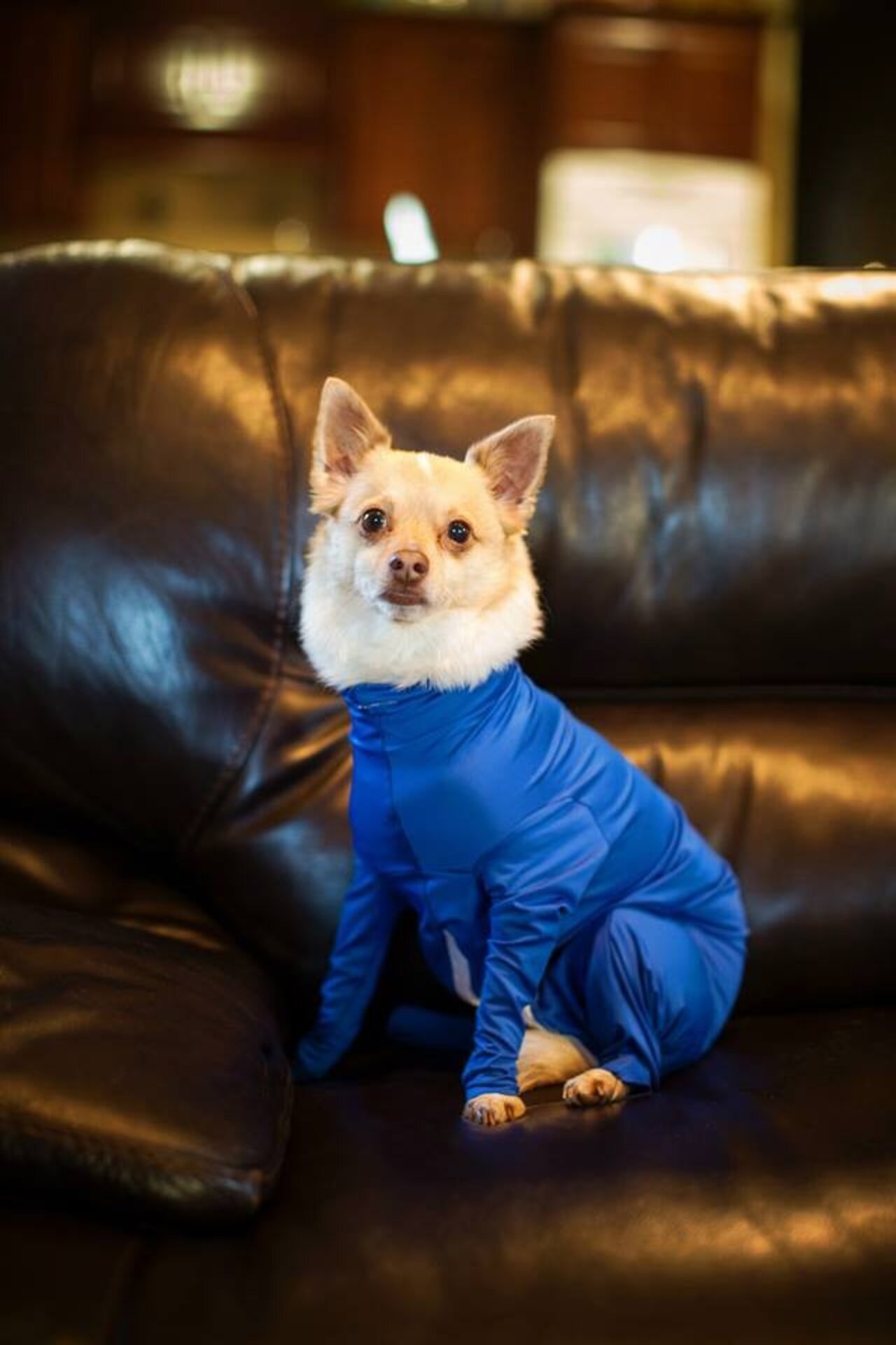 Leotards For Dogs Are Officially A Thing - The Dodo