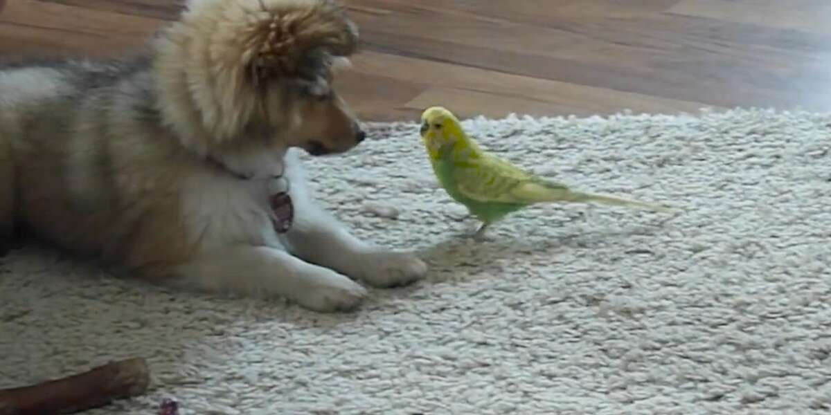 Puppy Finds A Bird In His House And Decides To Keep Her Forever - The Dodo