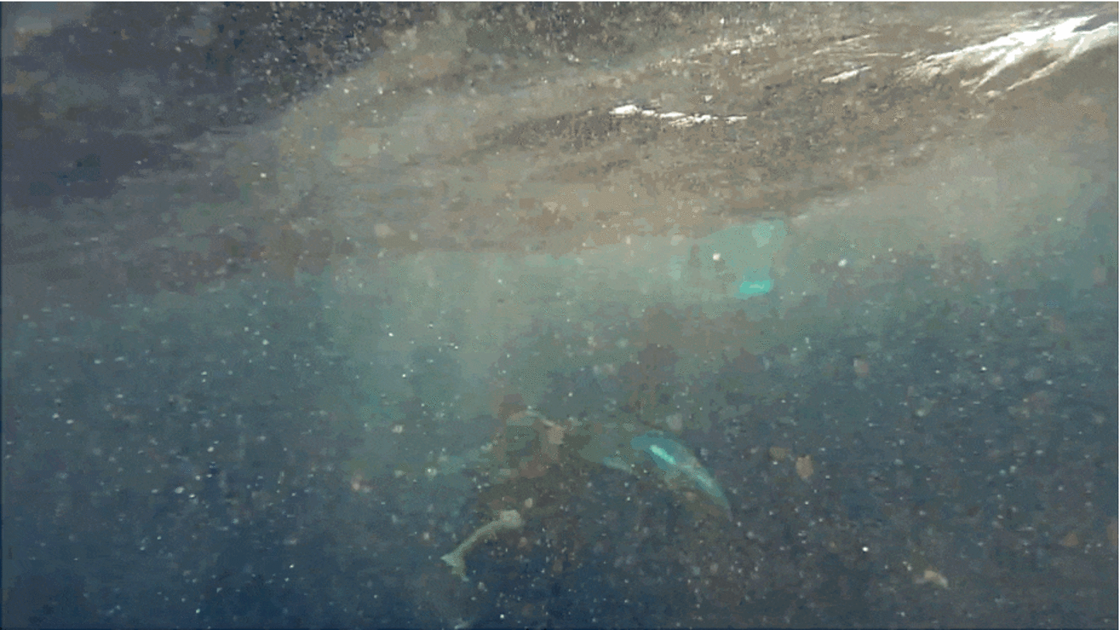 Diver Frees Tangled Whale Using Nothing But Knife And His Bare Hands ...
