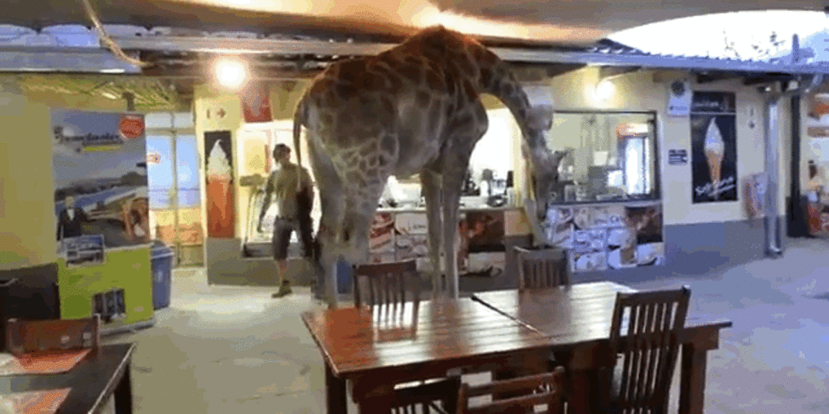 A Giraffe Walks Into A Restaurant... - The Dodo