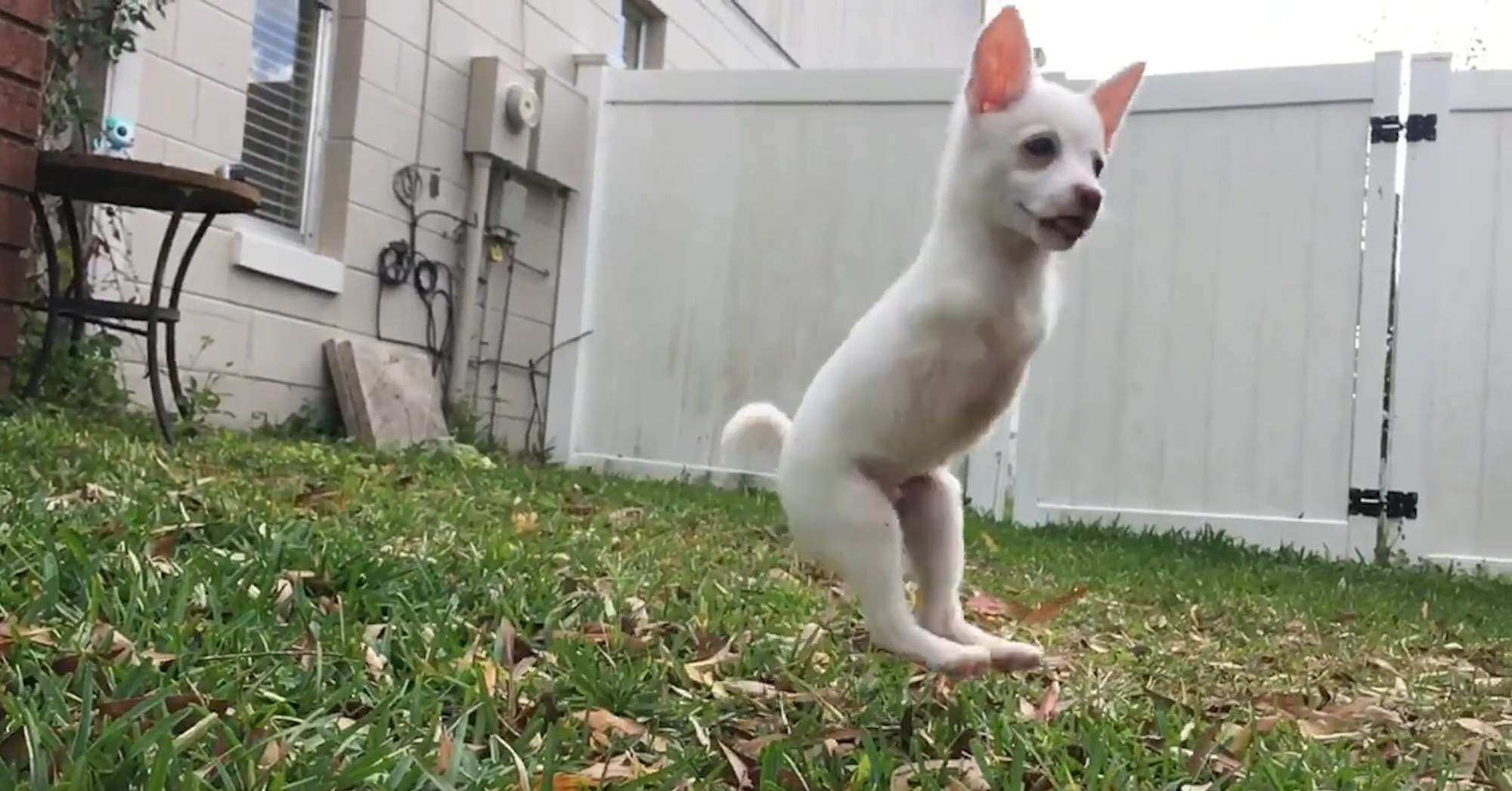 Zero Legged Dog Arizona Dog Born Without Front Legs Doesn't Know He's