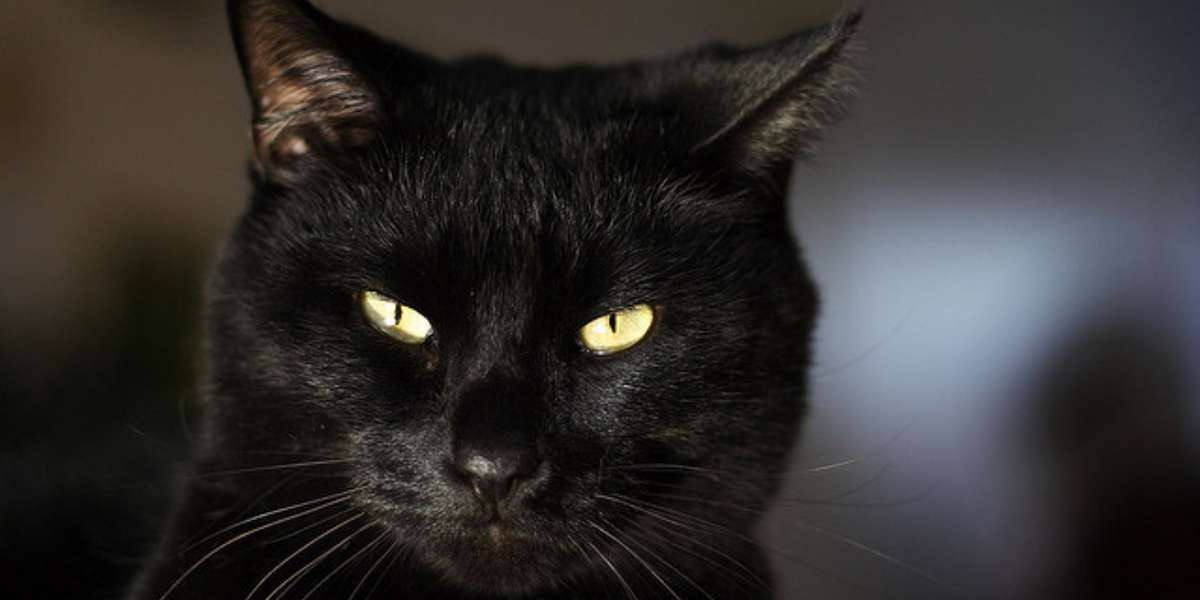 Spooky Animals That Aren't So Spooky After All - The Dodo