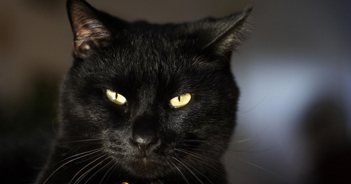 Spooky Animals That Aren't So Spooky After All - The Dodo